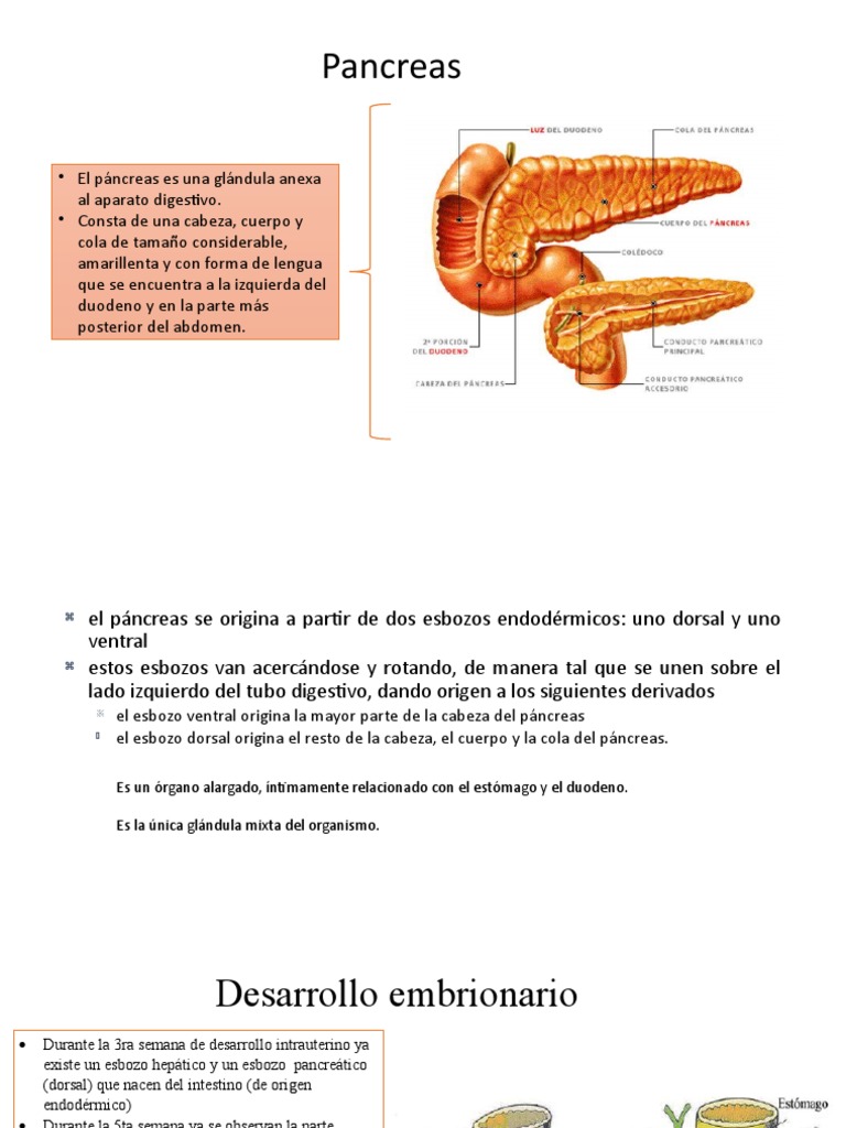 Pancreas | PDF