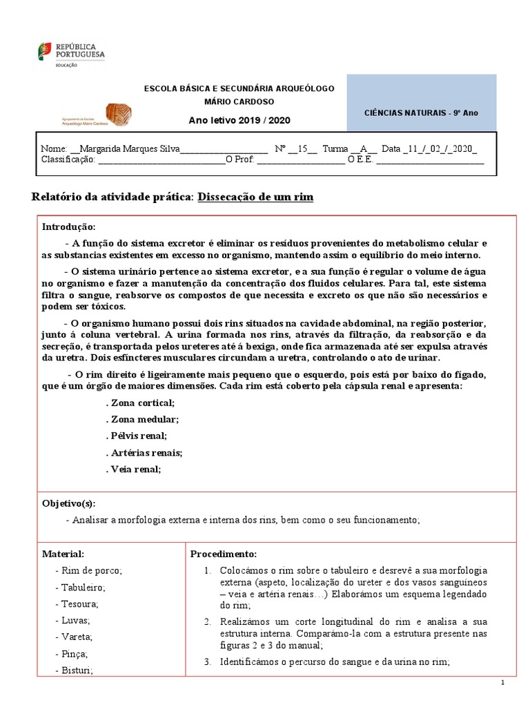 Dissecaçao Do Rim | PDF | Rim | Urologia