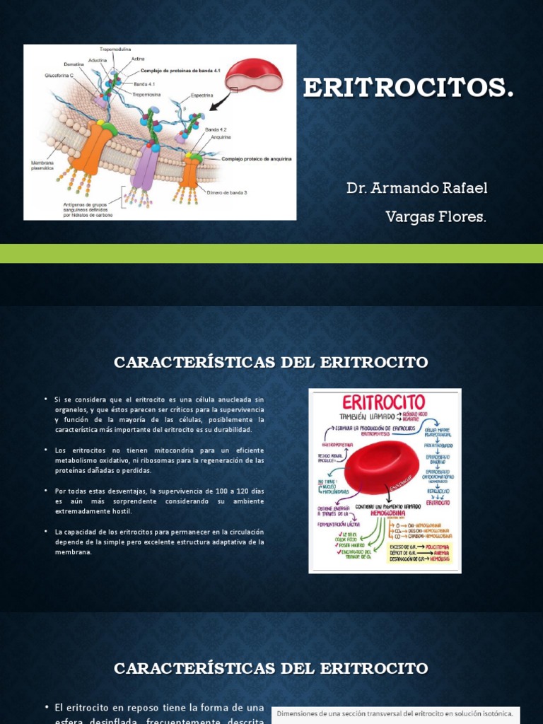 Eritrocitos | PDF | Hemoglobina | Glóbulo rojo