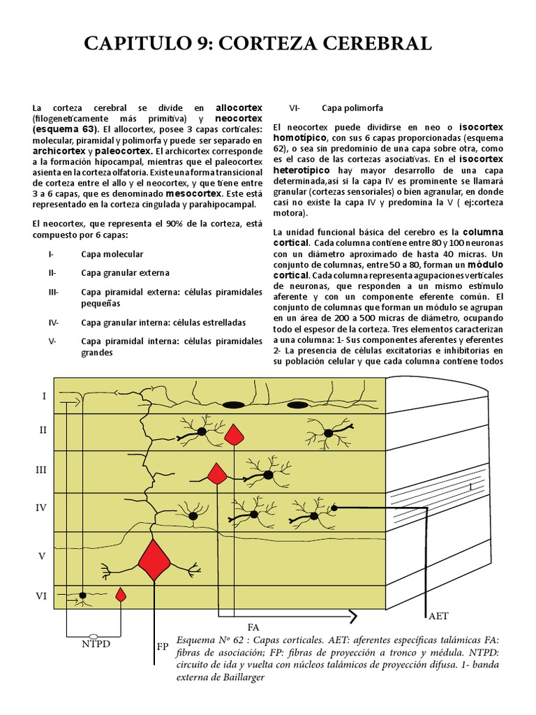Estructura y Función de la Corteza Cerebral | PDF | Corteza cerebral ...