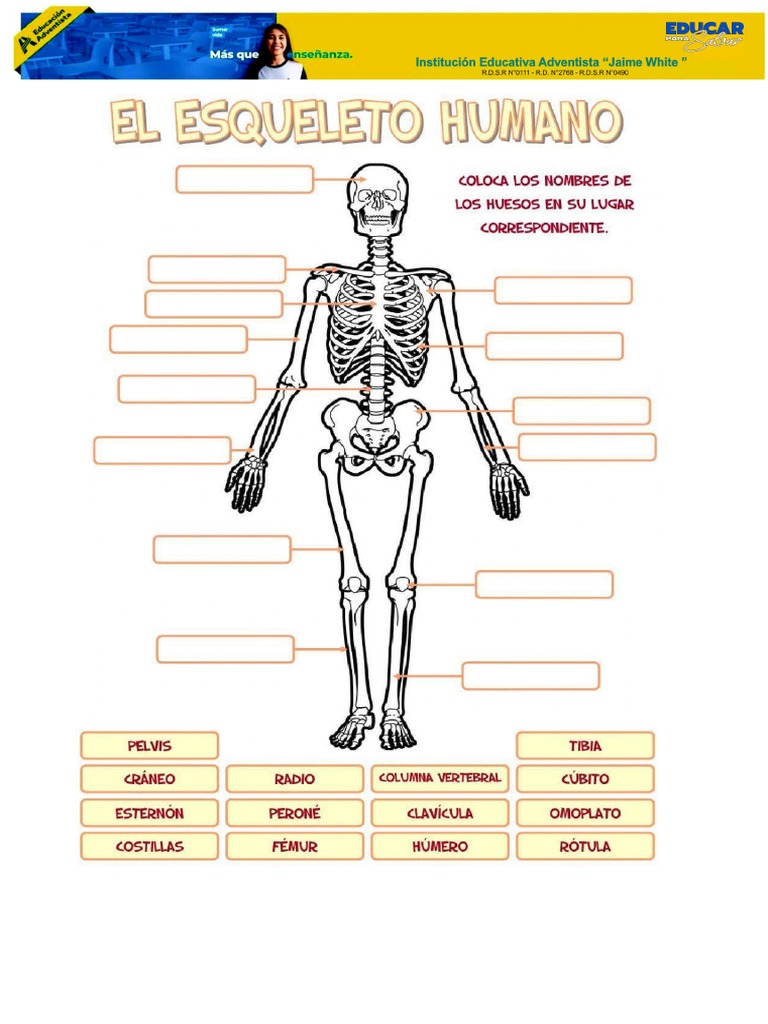 Ficha Del Sistema Óseo. | PDF