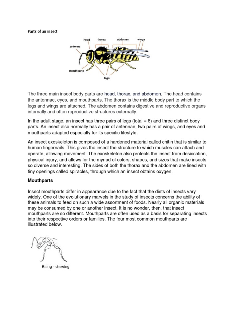 Parts of An Insect | PDF | Insects | Insects And Humans