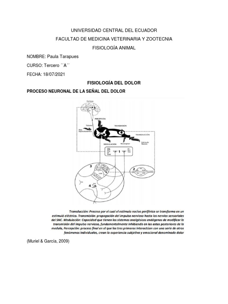 Fisiología Del Dolor | PDF | Dolor | Neurociencia