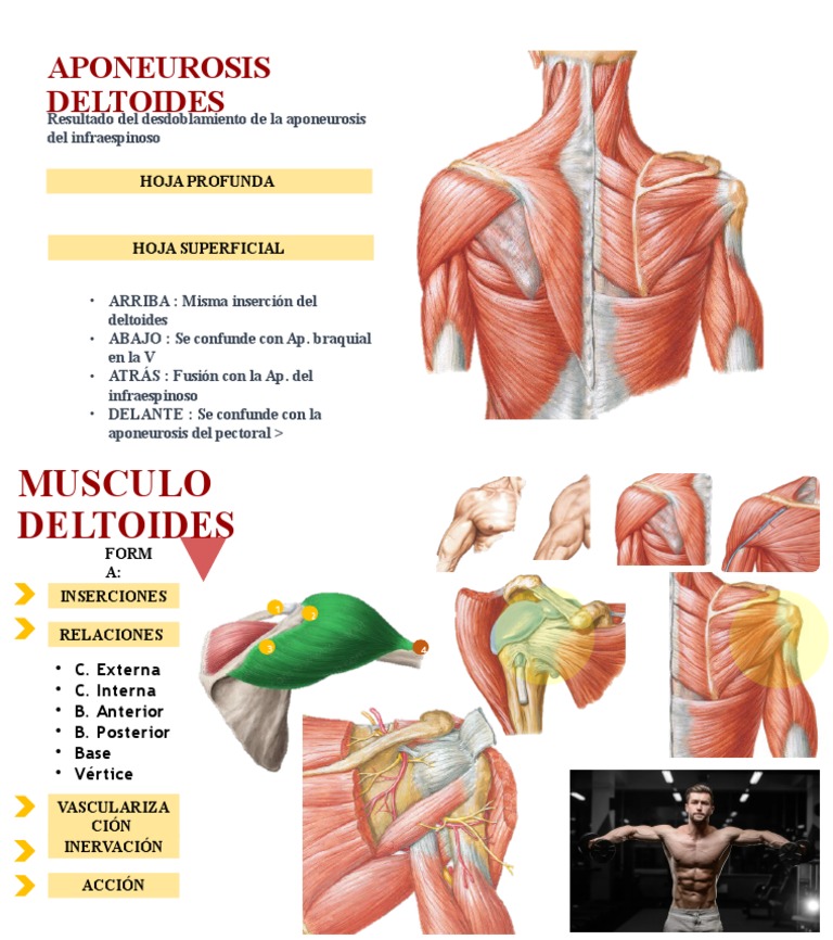 Inserciones y acción del deltoides | PDF