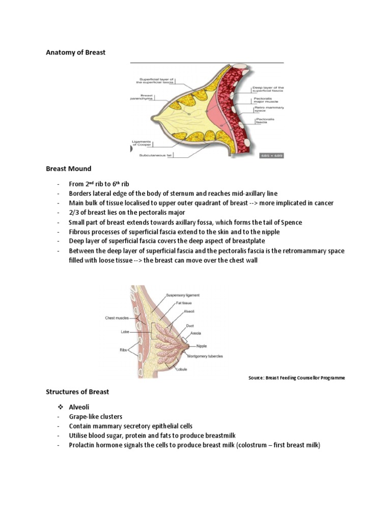 PBL 1 - Anatomy of Breast | PDF