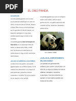 Tipos de Pandas | PDF | Panda gigante | Osos