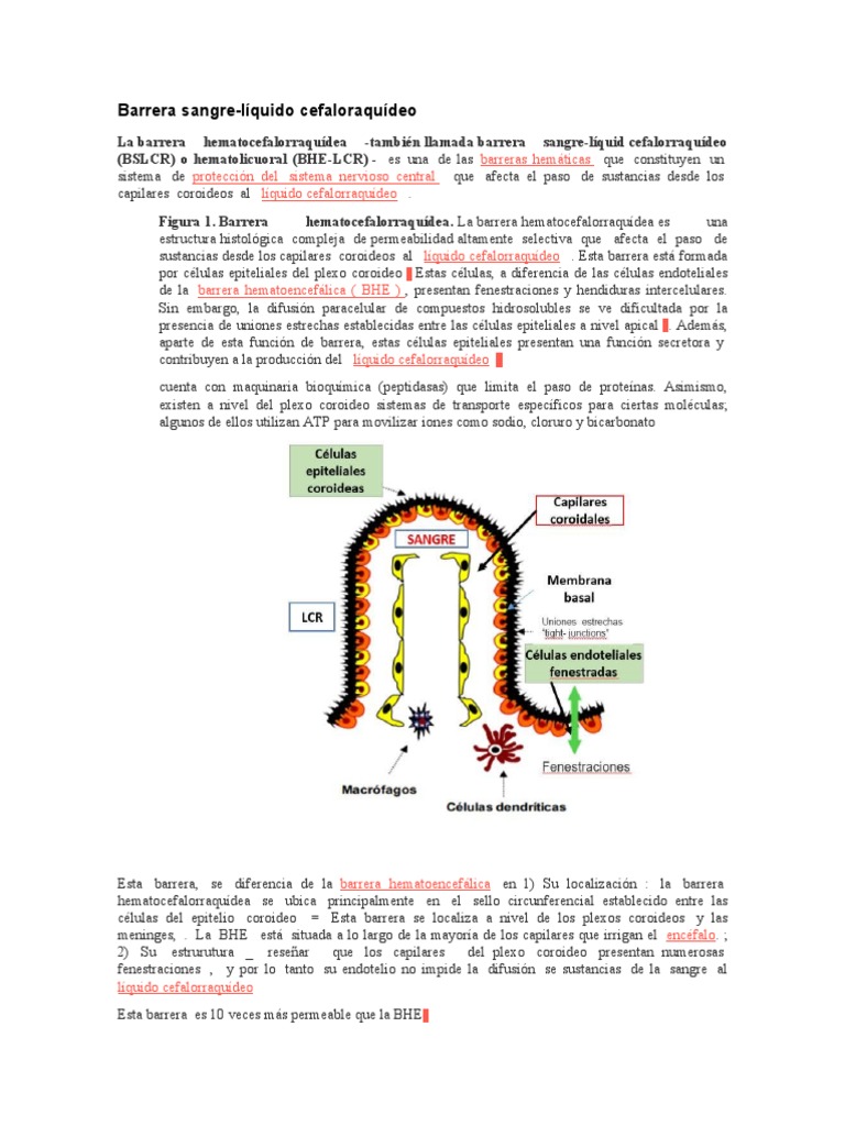 Barreras | PDF | Placenta | Córnea