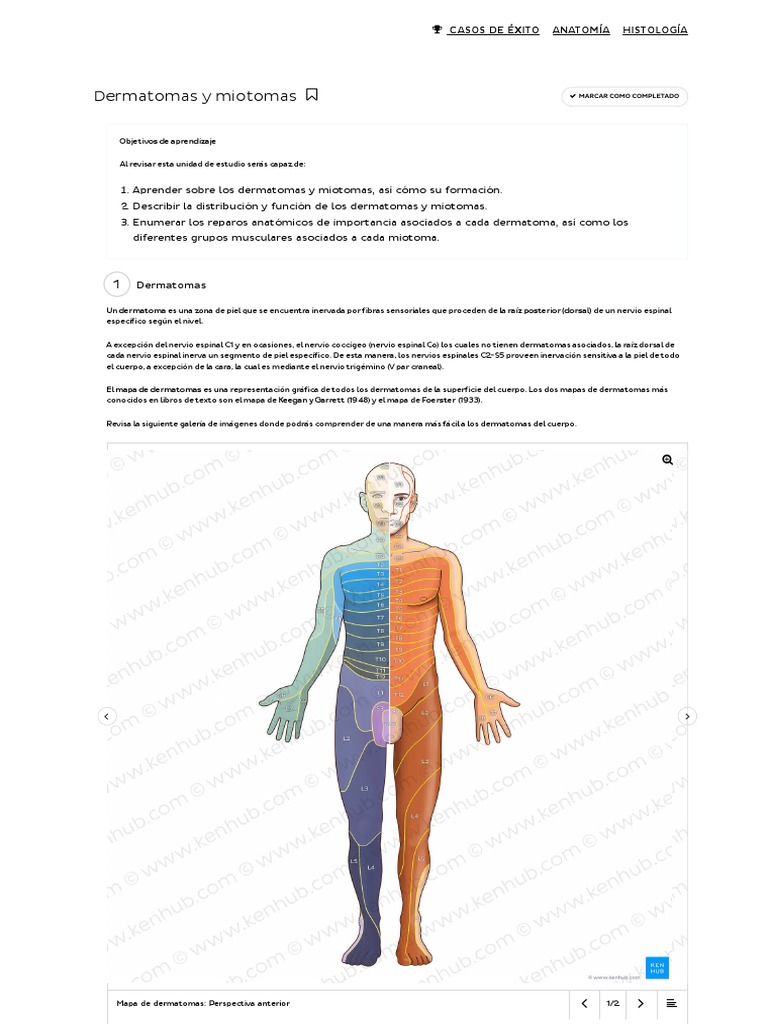 Dermatomas y Miotomas - Anterior y M Sup - Kenhub | PDF