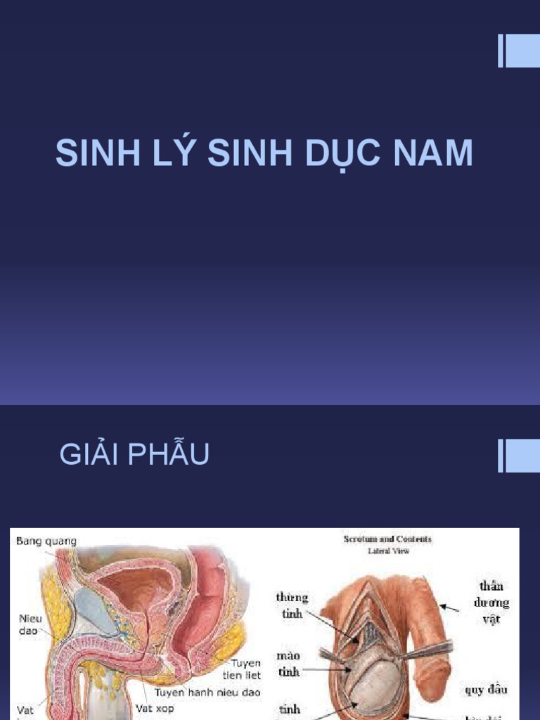 SINH LÝ SINH DỤC NAM | PDF