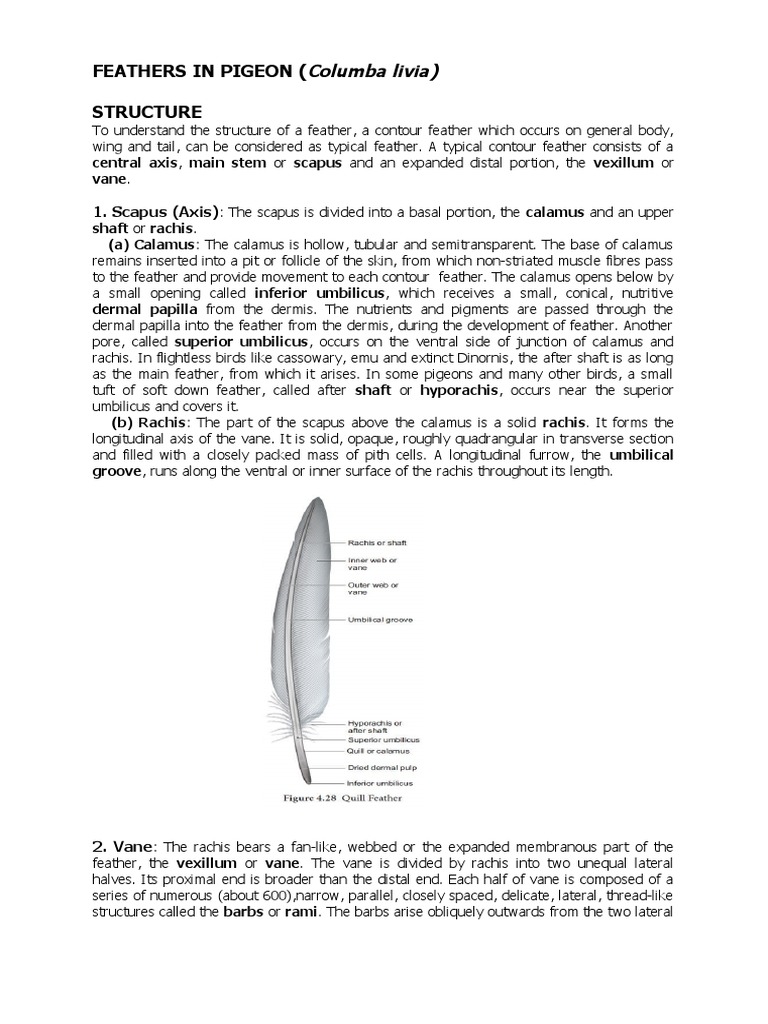 Structure and Types of Pigeon Feathers | PDF | Science & Mathematics