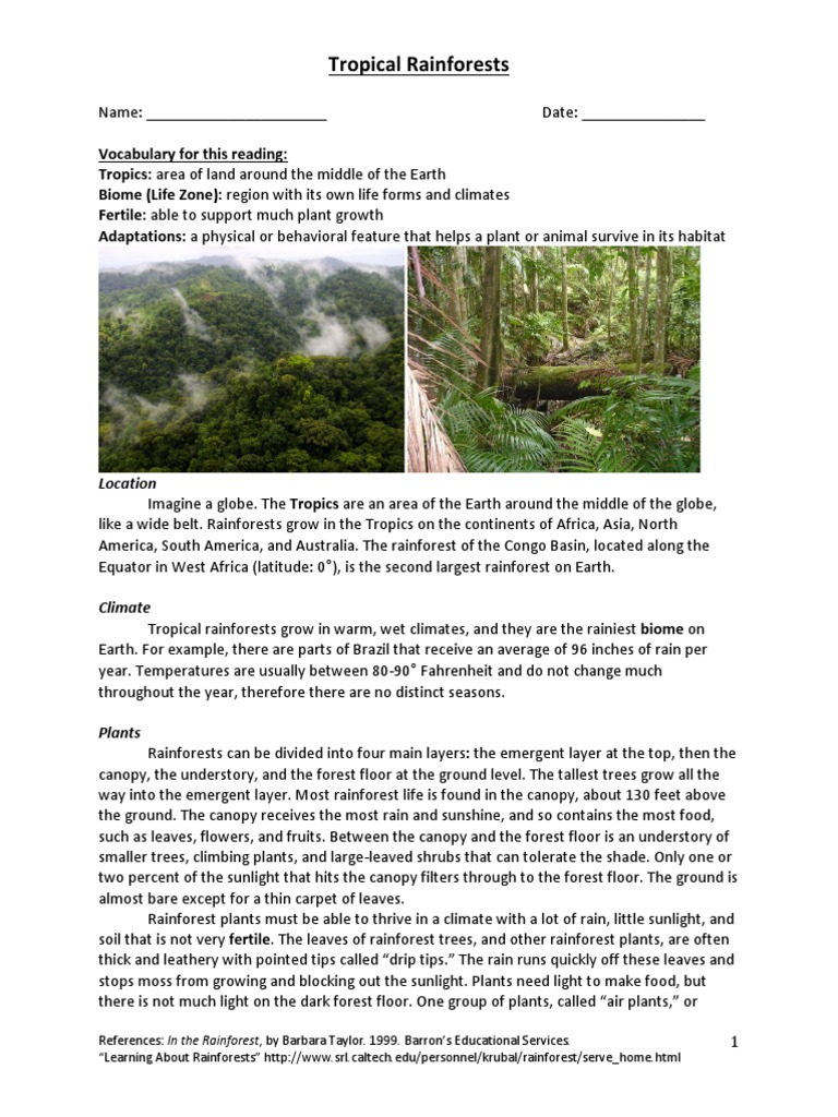 Tropical Rainforest Biomes Handout | PDF | Rainforest | Canopy (Biology)