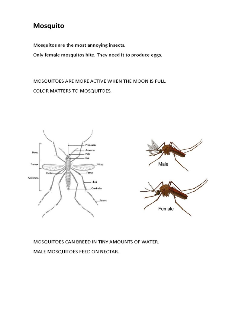 Mosquito | PDF