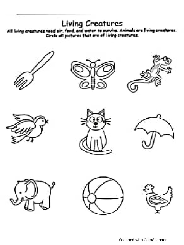 Year 1 Science | PDF