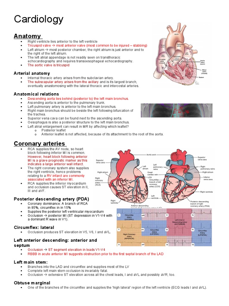 Cardiology | PDF | Heart | Heart Valve