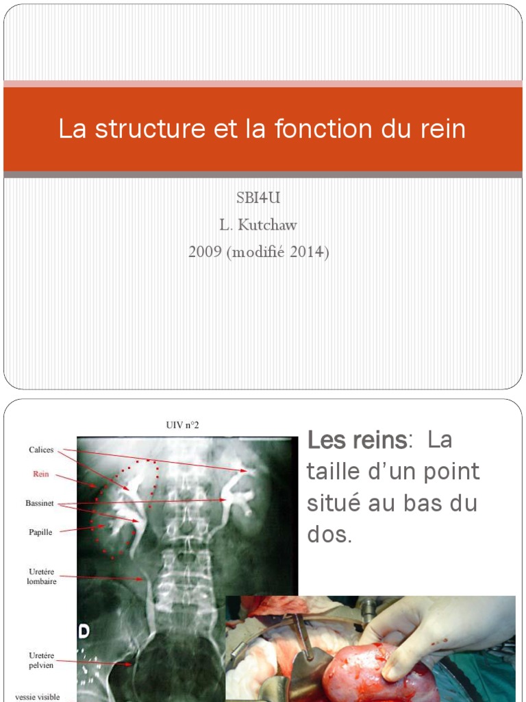 Homéostasie et fonction rénale | PDF | Rein | Spécialités médicales