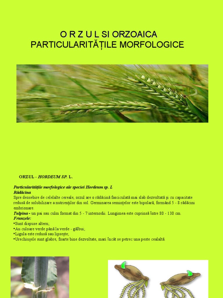 Lp - Orzul Si Orzoaica | PDF