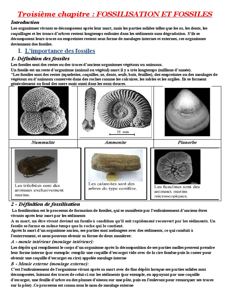 Fossilisation Et Fossiles Cours 2 Word | PDF