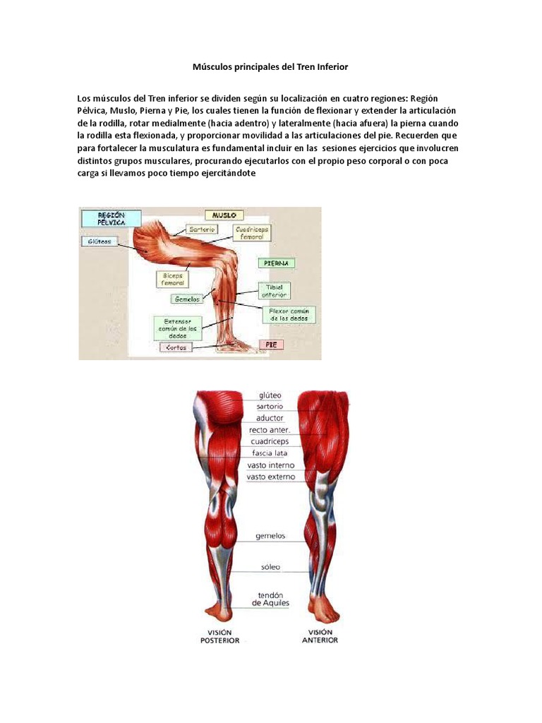 Músculos Principales Del Tren Inferior | PDF | Rodilla