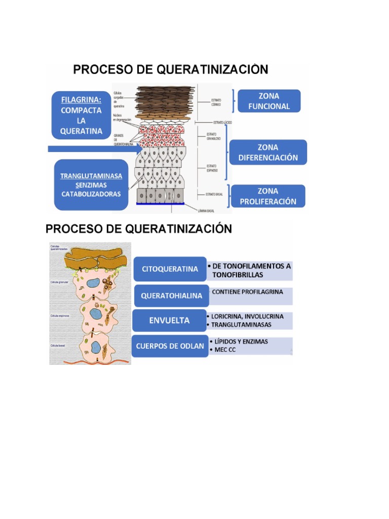 Proceso De Queratinizacion Imagen Cosmeto Pdf
