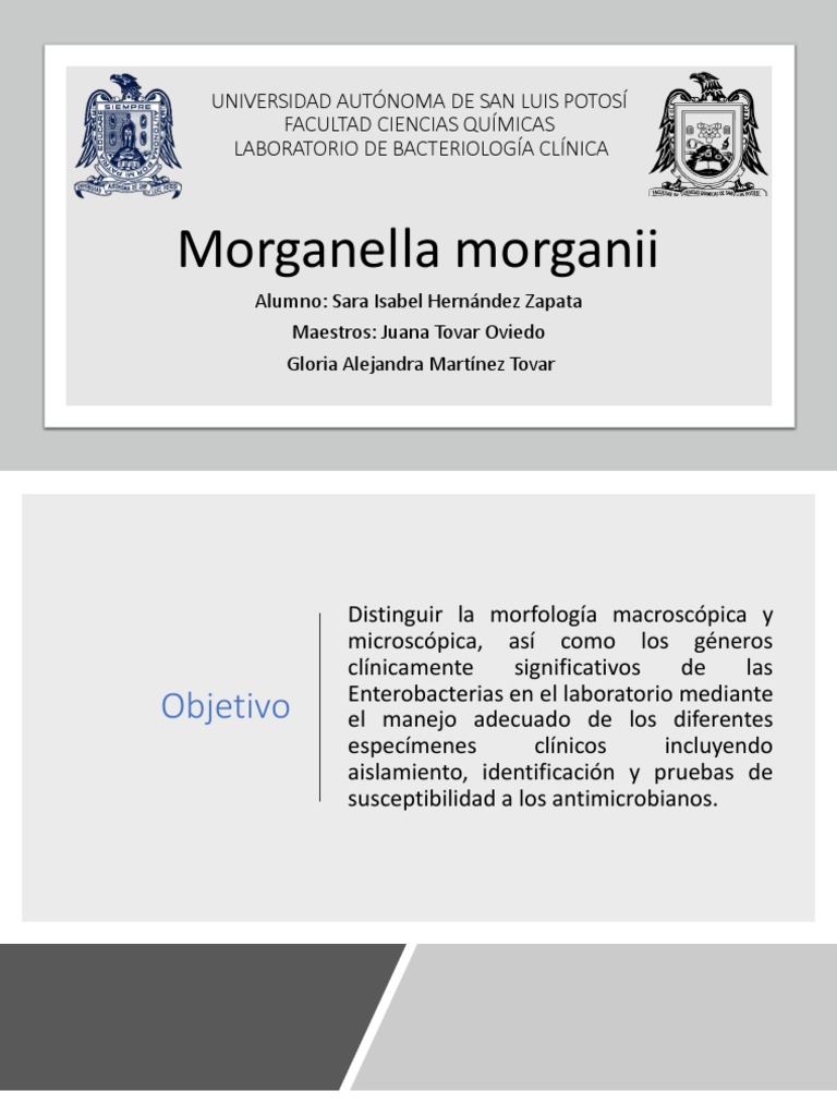 Morganella Morganii Por Sara Isabel | PDF | Especialidades Medicas ...
