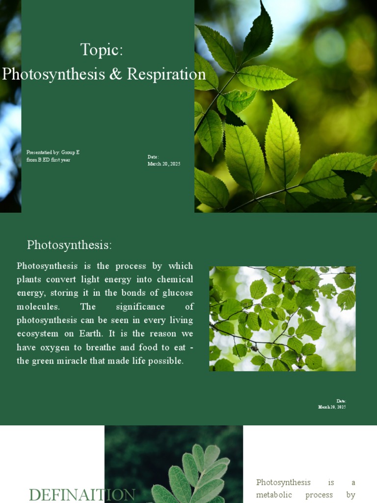 Photosynthesis and Respiration Overview | PDF | Photosynthesis ...