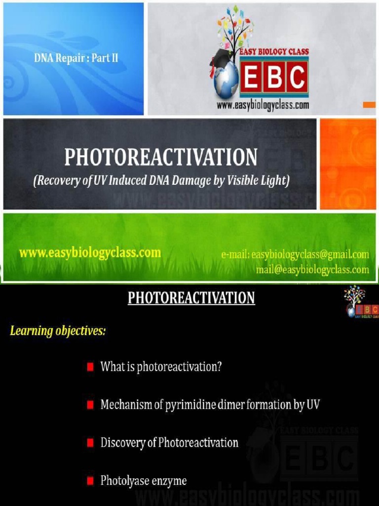 Photoreactivation Repair of DNA | PDF