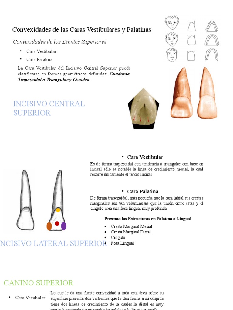 Convexidades Dentales Vestibular y Palatino | PDF | Odontología | Ramas de Odontología