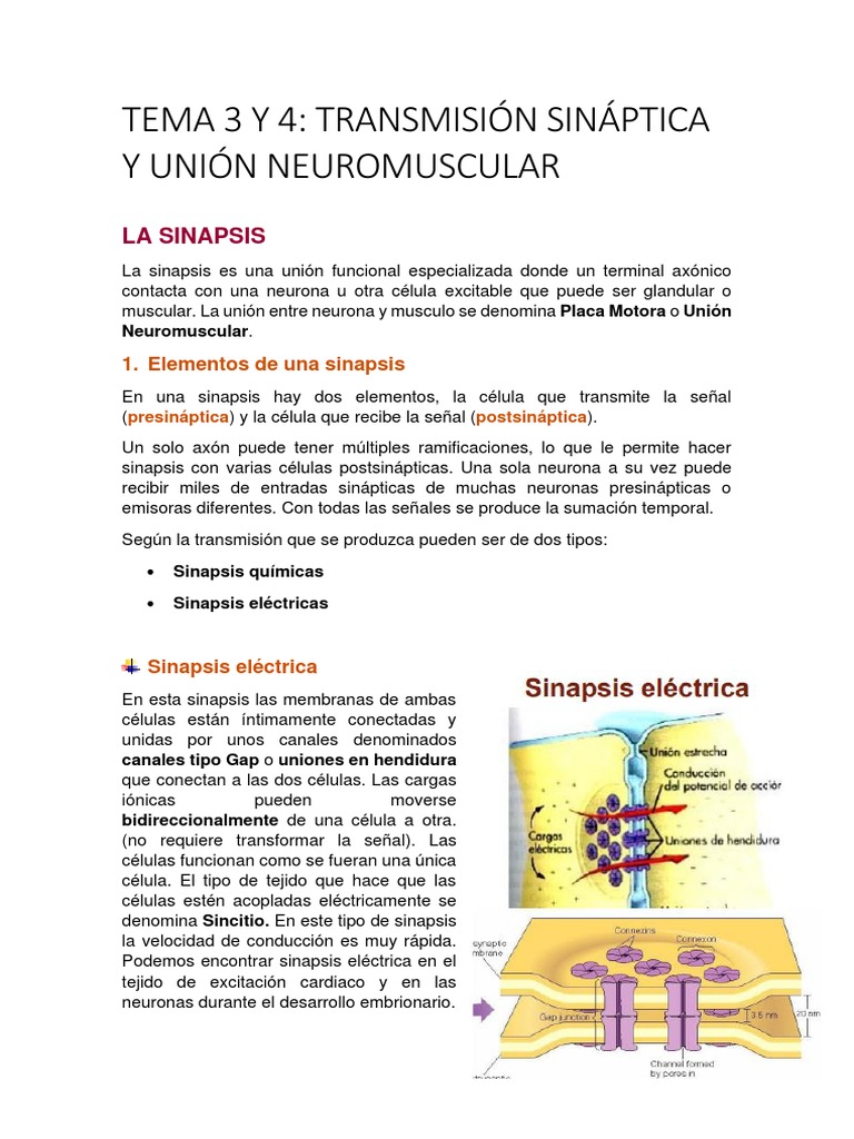 Tema 3 y 4 Transmision Sináptica y Unión Neuromuscular | PDF | Sinapsis | Músculo