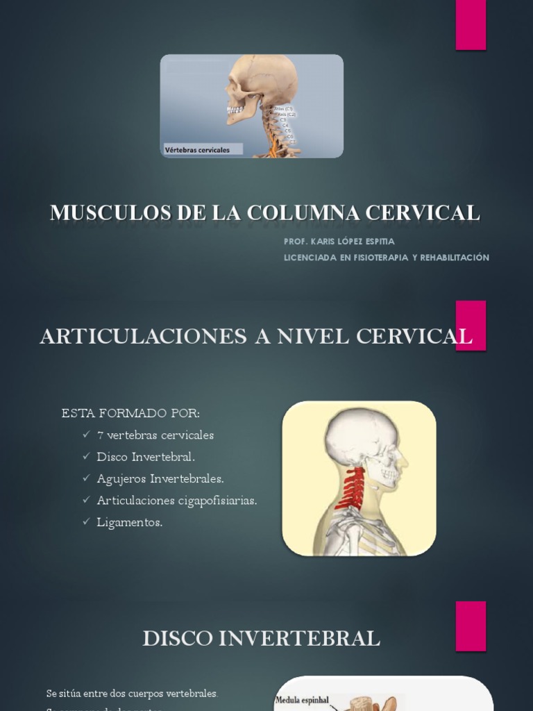 Musculos Columna Cervical KL | PDF | La columna vertebral | Vértebra