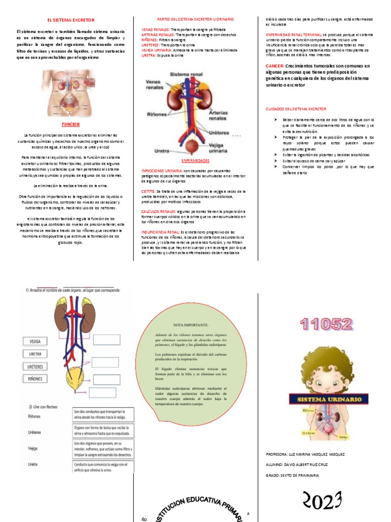 El Sistema Excretor | PDF | Sistema urinario | Riñón