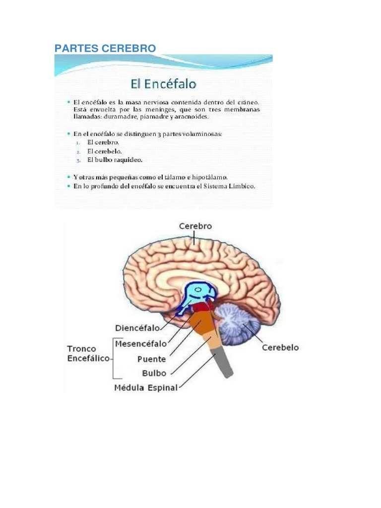 Partes Cerebro Imágenes | PDF