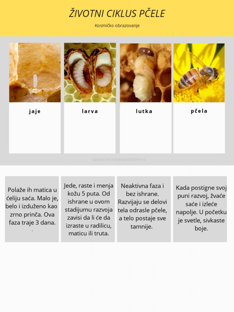 Zivotni Ciklus Pcele Lat. | PDF