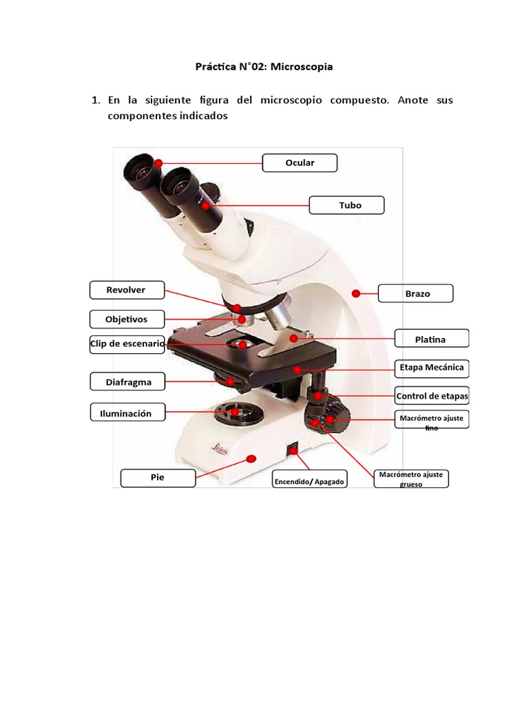 Práctica N°02 Micros | PDF | Ligero | Polarización (ondas)