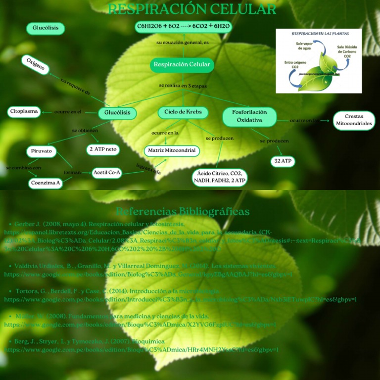 Infografía Respiración Celular | PDF