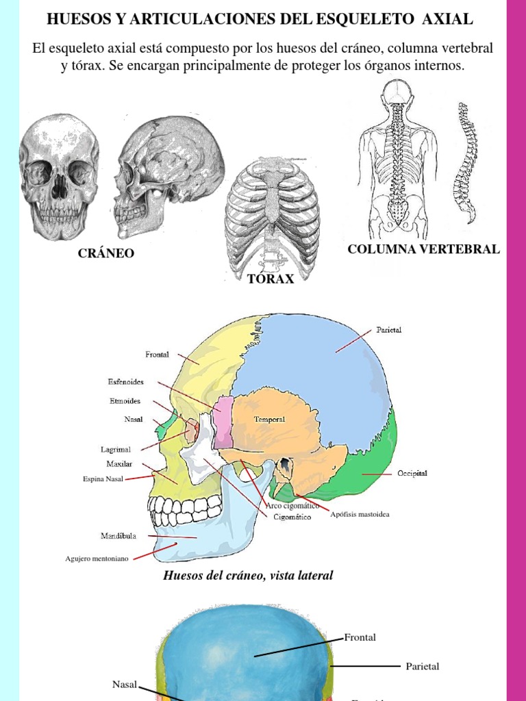 HUESOS Y ARTICULACIONES DEL ESQUELETO AXIAL | PDF | Vértebra | La ...
