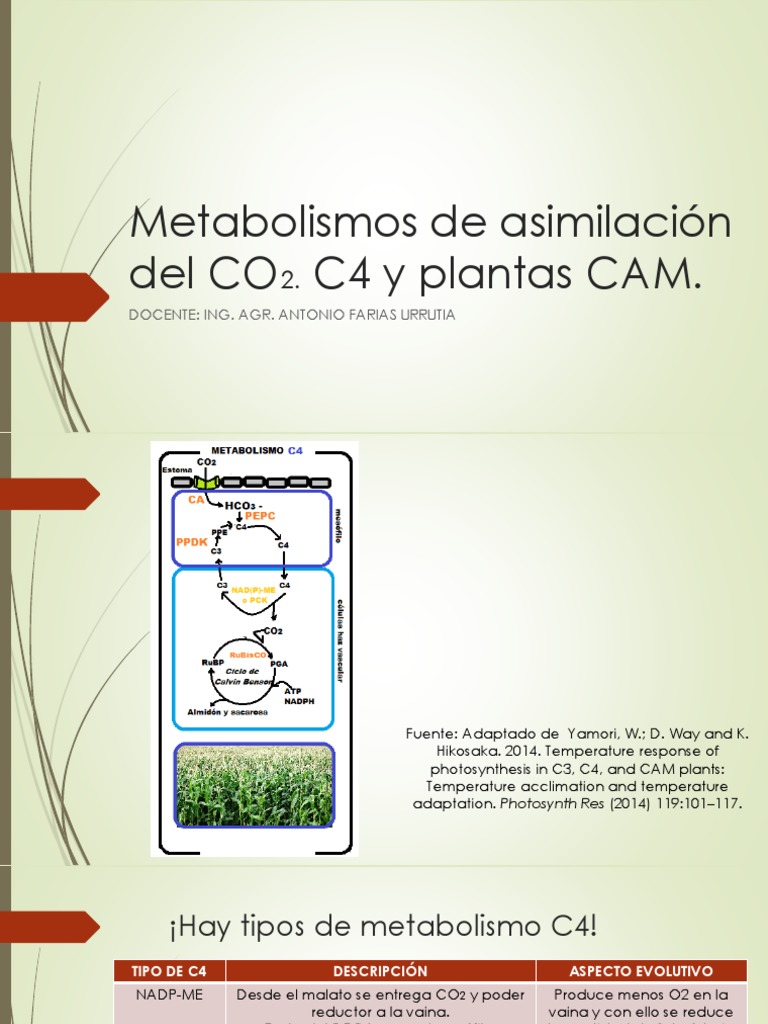 Plantas C3 C4 CAM | PDF | Biotecnología | Fotosíntesis