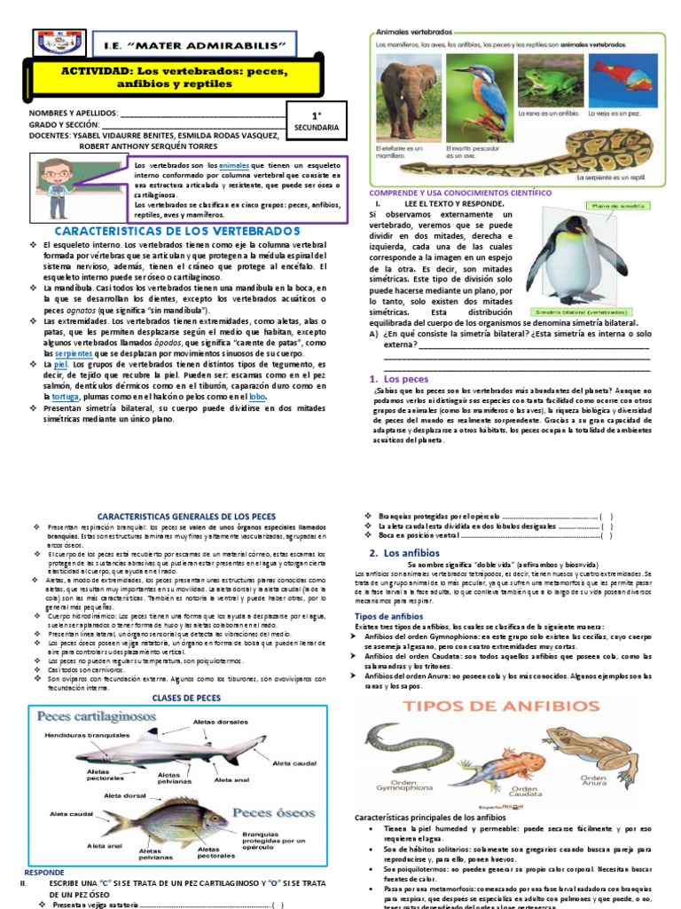 Vertebrados Peces. Anfib Reptil | PDF | Vertebrados | Anfibio