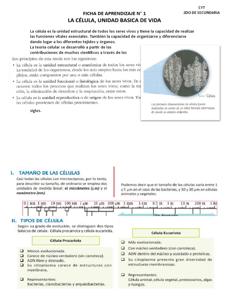 Ficha de Trabajo: La Célula para Secundaria | PDF | Biología Celular ...