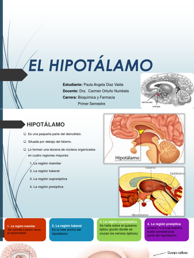 Anatomía y funciones del hipotálamo | PDF | Salud y bienestar | Ciencia ...