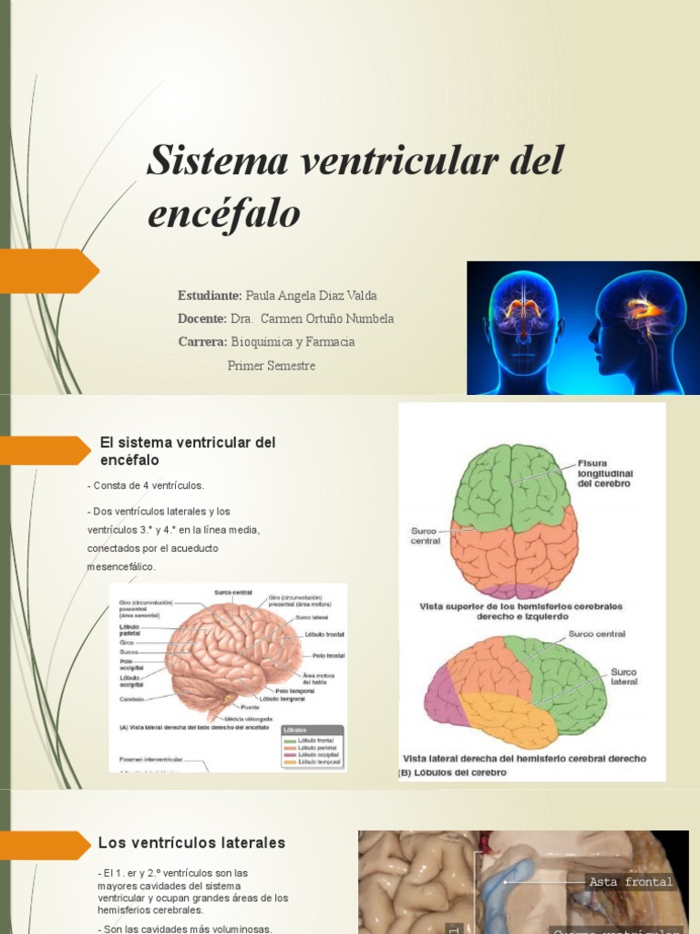 Sistema ventricular del encéfalo | PDF
