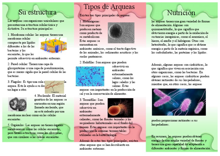 Triptico Parte 2 | PDF | Archaea | Biología Celular)
