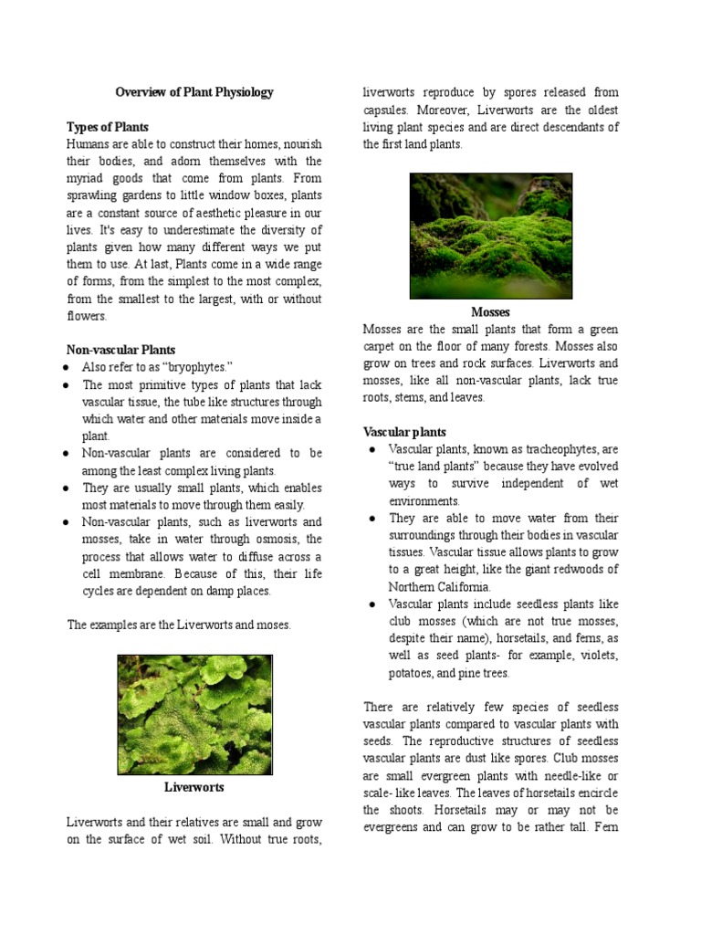 Group 3 Plant Physiology | PDF | Leaf | Plant Stem