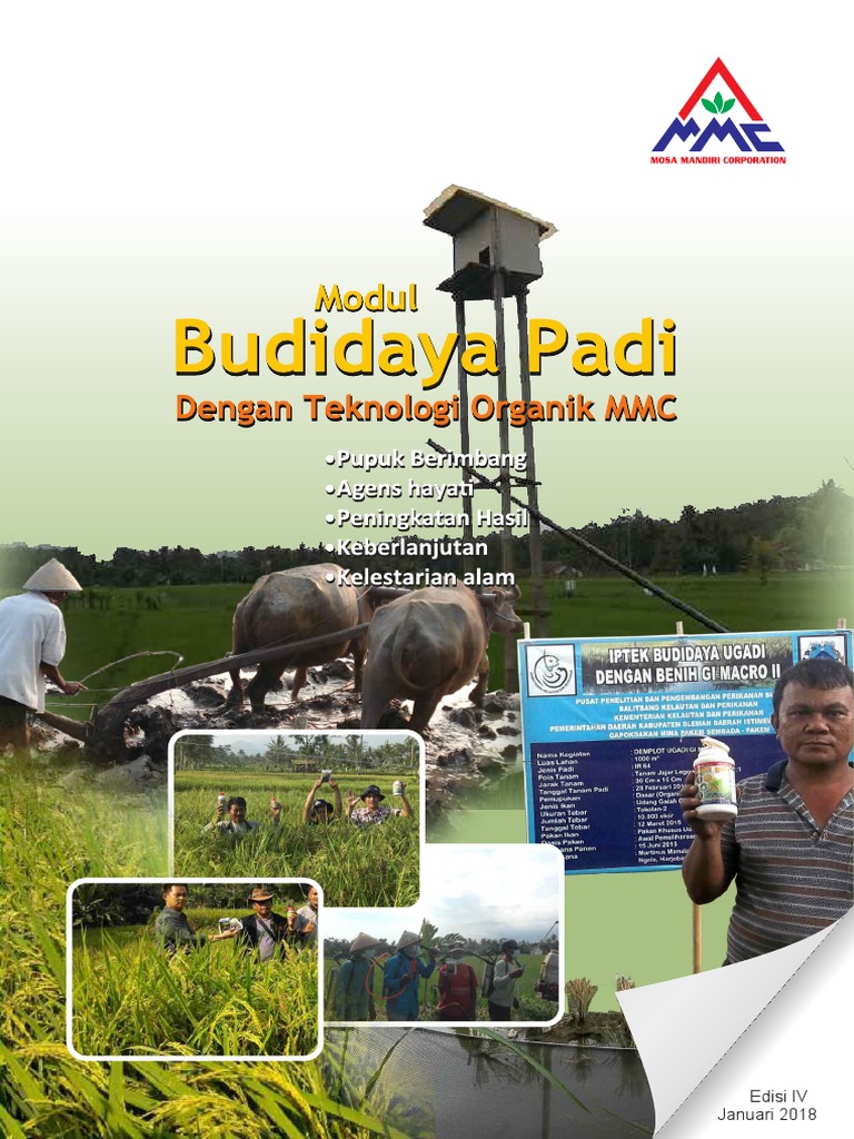 Modul Budidaya Padi - Dengan Pupuk Berimbang | PDF