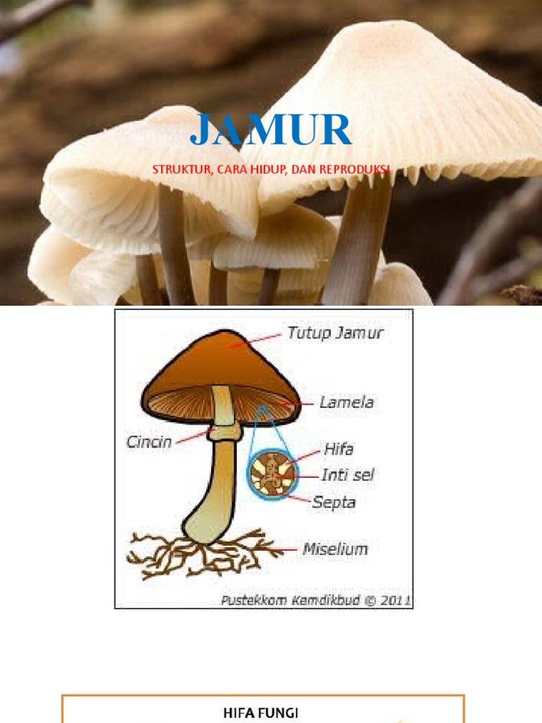 Jamur | PDF