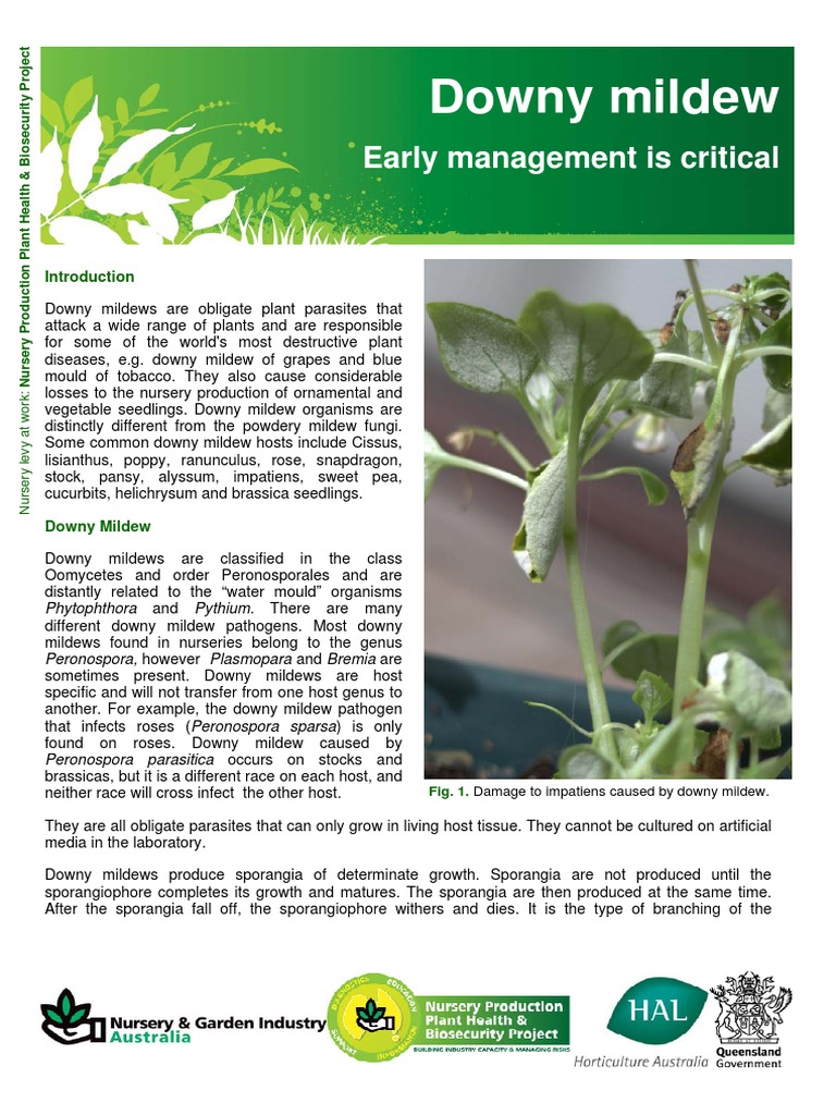 Ny11001 Downy Mildew | Download Free PDF | Organisms | Plants