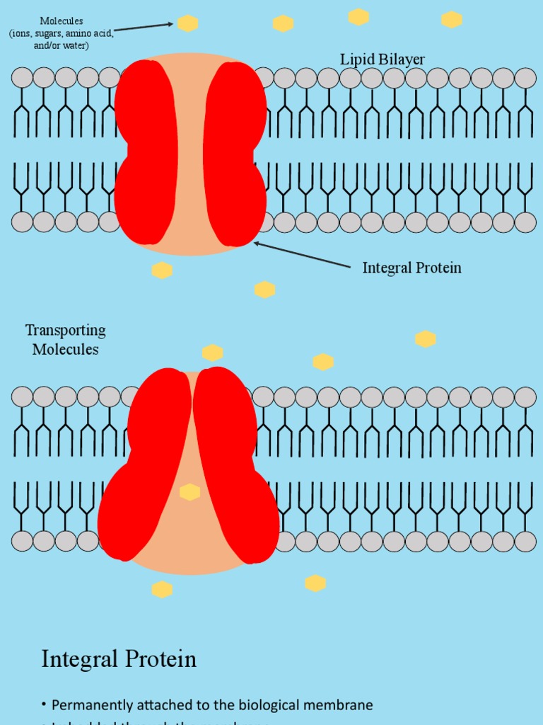Integral Protein | PDF