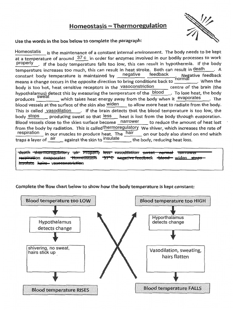 Temperature Regulation | PDF