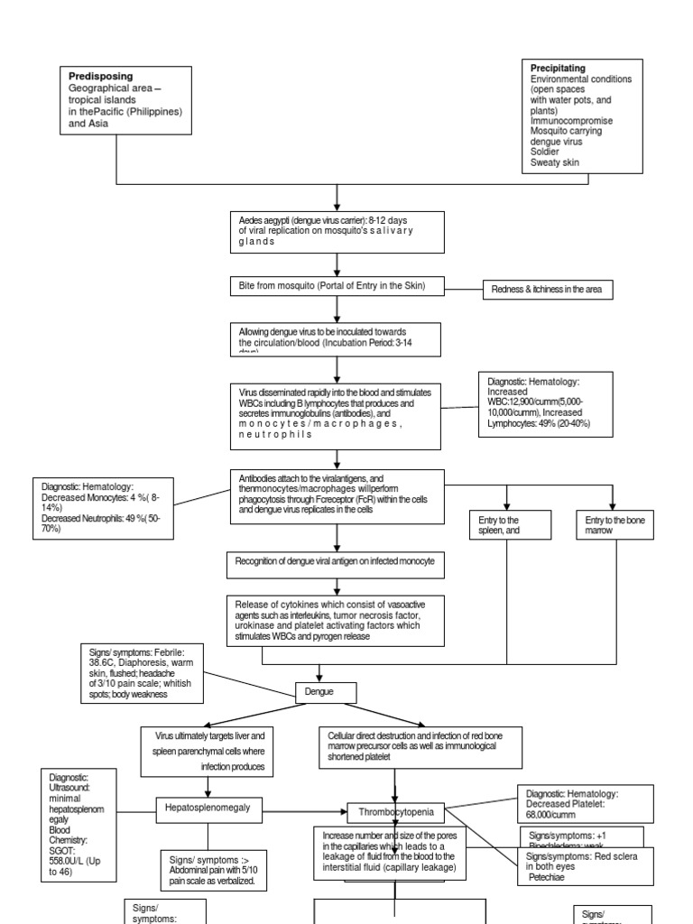 The Pathophysiology of Dengue Hemorrhagic Fever: A Case Study | PDF ...