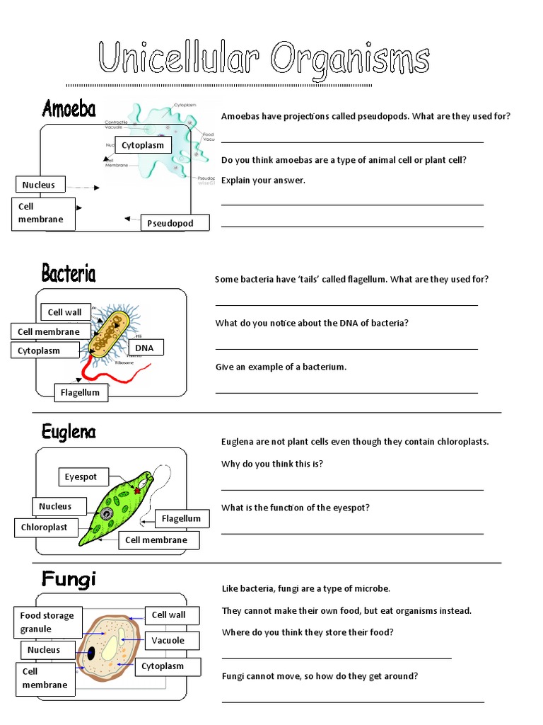 Unicellular Organisms Worksheet | PDF
