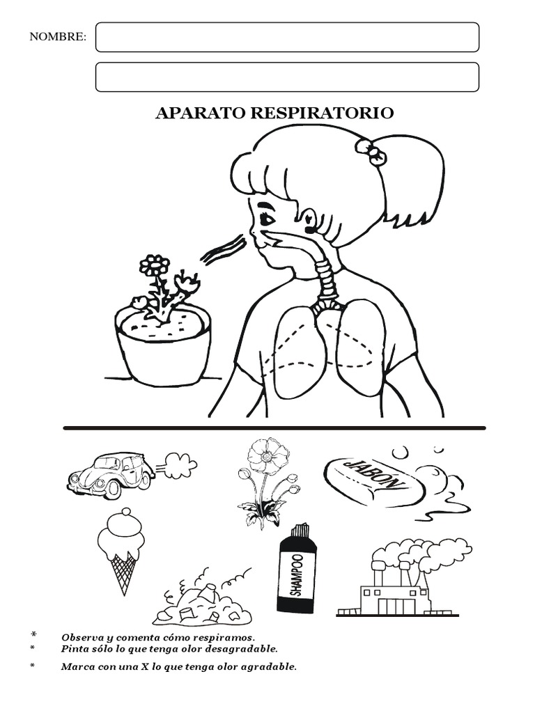 Aparato Respiratorio | PDF